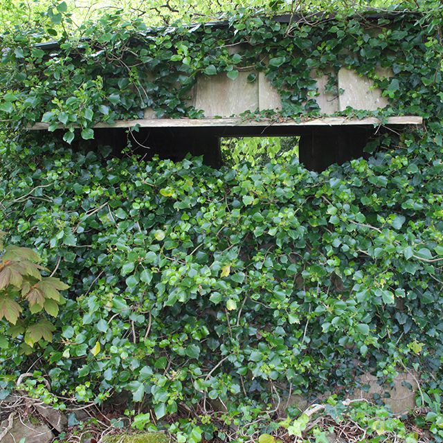 Birdwatching Holidays & Other Wildlife at Inish Beg