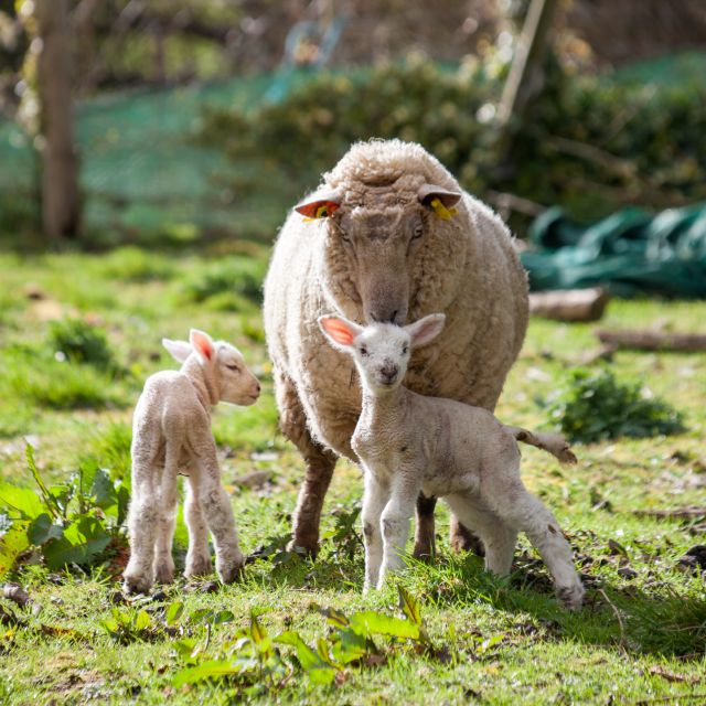 Inish Beg Estate - Organic Farming at Inish Beg
