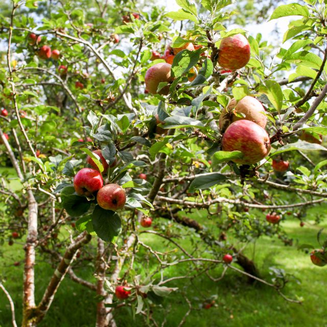 Inish Beg Estate - Organic Farming at Inish Beg
